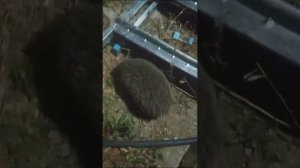VID-20230725-WA0006.mp4