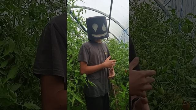 Ем помидоры) ПОДПИШИСЬ!