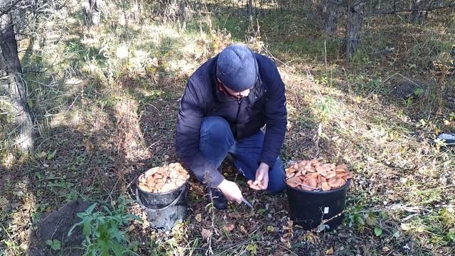 Путь к гитаре лежит через жаренные рыжики.