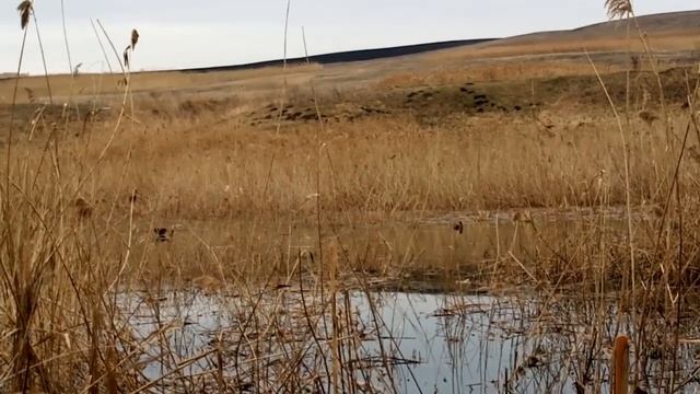 Весенняя охота на селезня с живой подсадной уткой 2023 в КБР