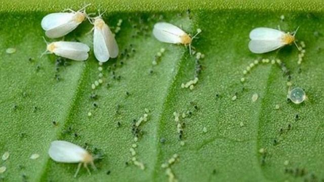 Оксана Филиппова. Вредители домашних растений.