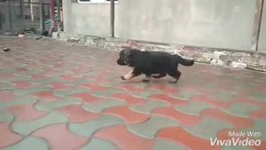 ДШ кобель Кваттро Веня