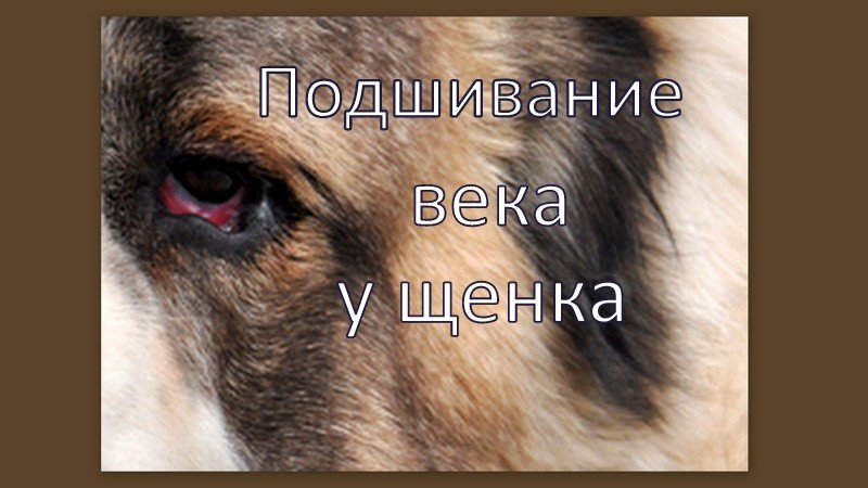 Подшивание века у щенка алабая