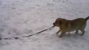Лабрадор выгуливает маламута.mp4