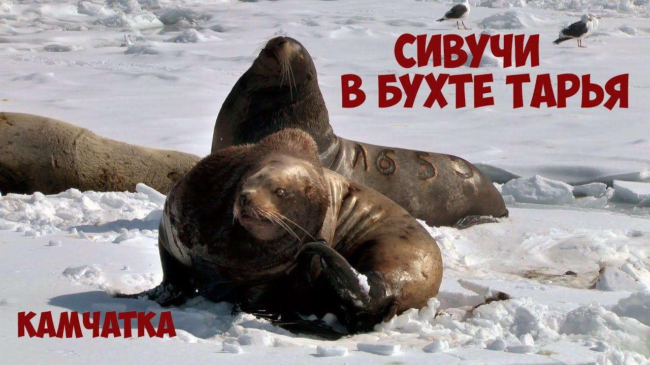 Камчатка Сивучи в бухте Тарья