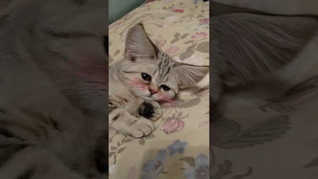 1000031231.mp4
