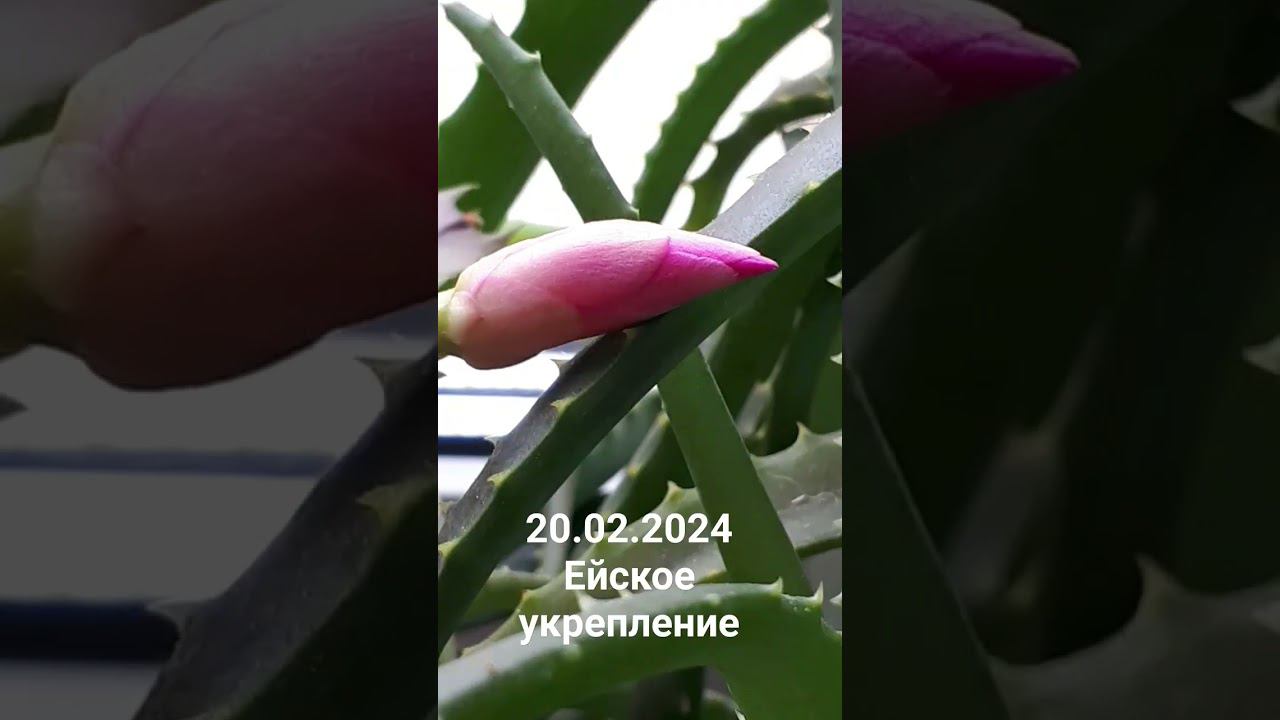 Весна в доме. 20 февраля 2024 г.
