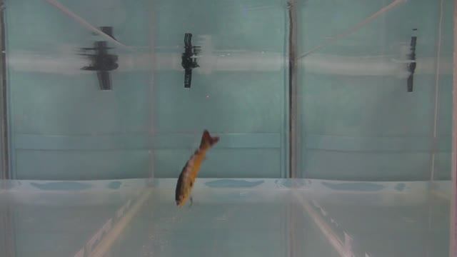 Игра приманки Ronin Rush Lexx - лучший воблер на щуку