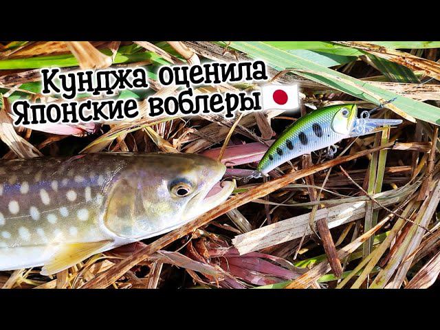 Рыбалка в устье озера Тунайчи. D3 Custom Lure's воблеры.
