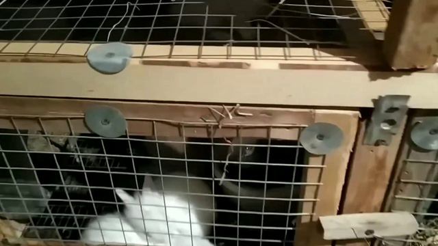 мои клетки для кроликов.mp4