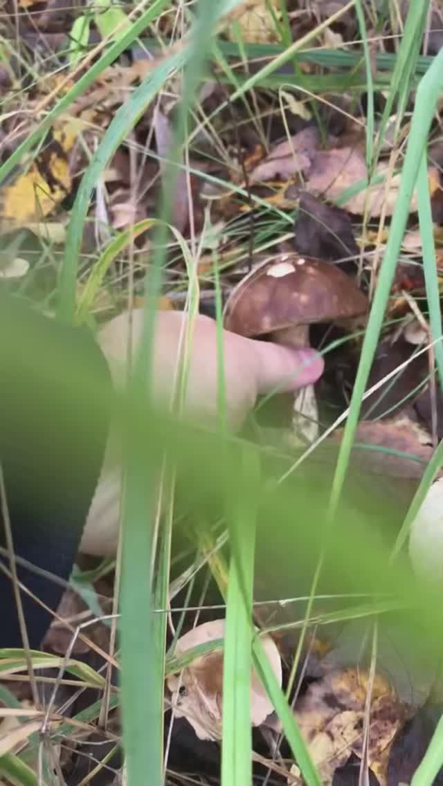 Подберёзовик осенний на толстой ножке