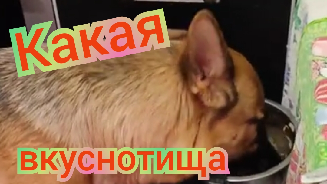 Мммм! Какая вкуснотища! Mmmm! What a delicacy!#shorts#Neya#немецкая овчарка#собака#собаки.mp4