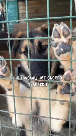 У Молли нет своего человека, нет дома 😢