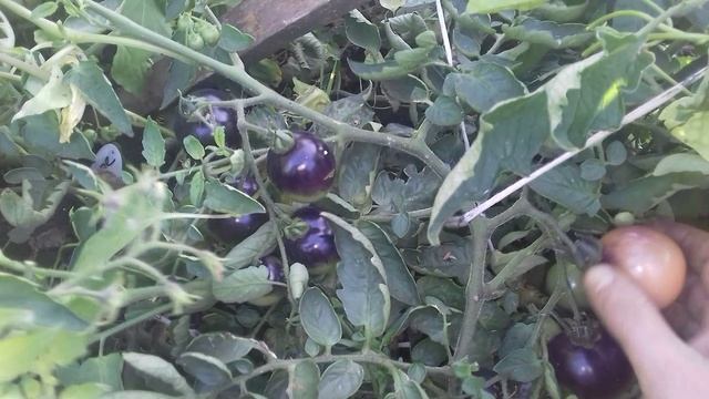 Сорт томата "Очи чёрные "