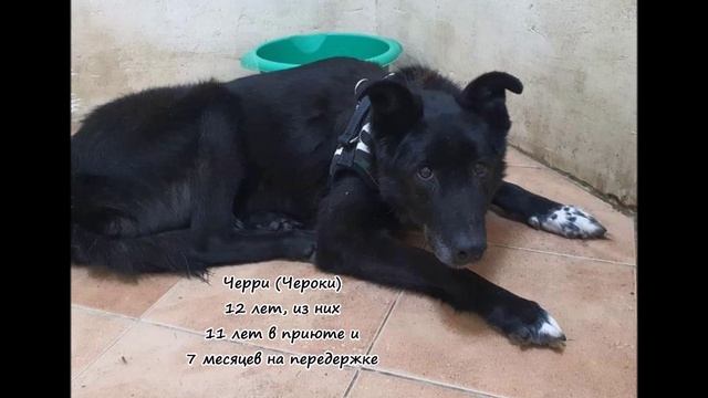 Собаки приюта Кожухово ушли навсегда в 2022г