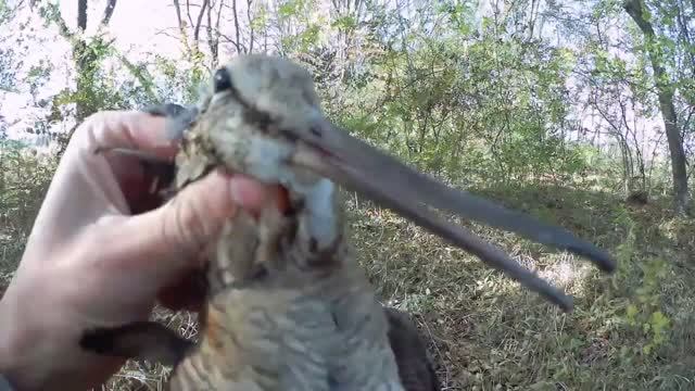 Охота на вальдшнепа с легавыми в предгорьях Северного Кавказа. Красивая работа собаки.