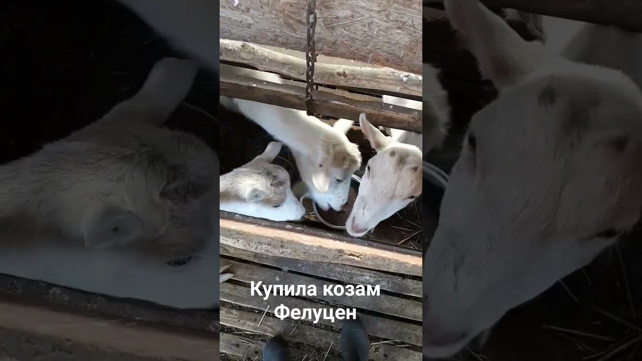 Купила козам фелуцен,15 октября 2023 г.