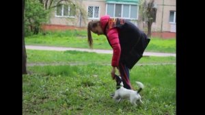 Концентрация и вовлечение собаки в работу