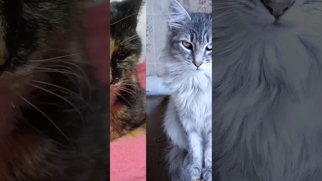Мои котейки ❤️❤️❤️
