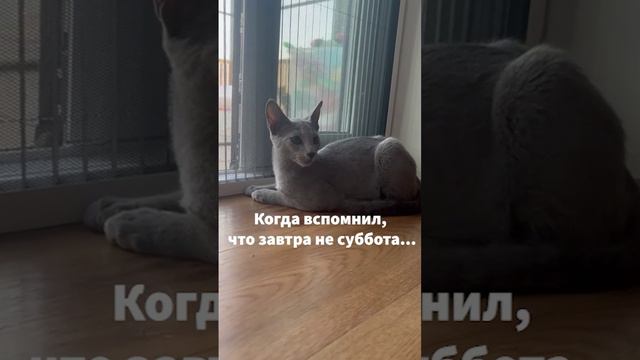 Когда осознал, что завтра не суббота… 😱🐱