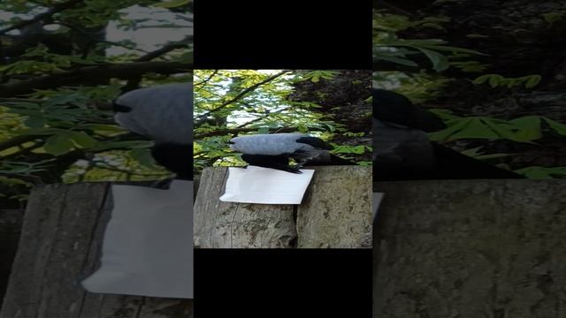 Ворон-мусорщик 2