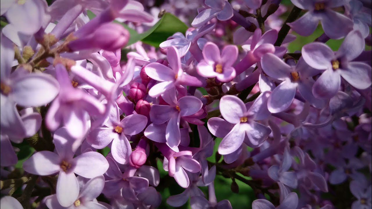 Дом, где окно открывает сирень. А.Ключук. Читает А.Ключук.