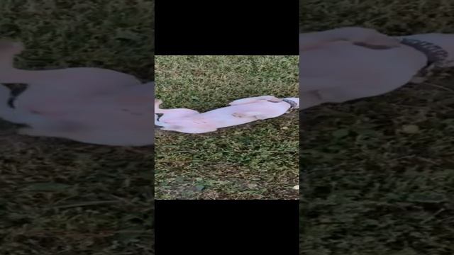 коротко о том как  мой пёс веселится ???