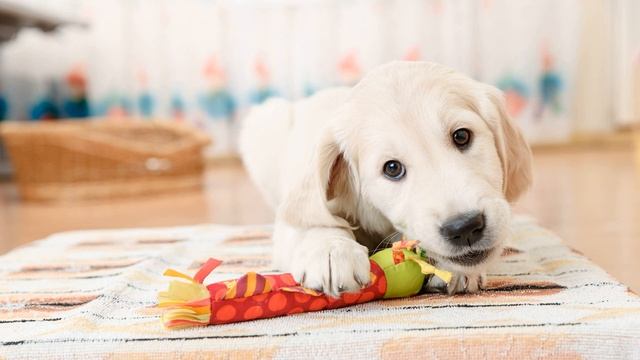 Как научить собаку приносить игрушку и отдавать в руки в домашних ...