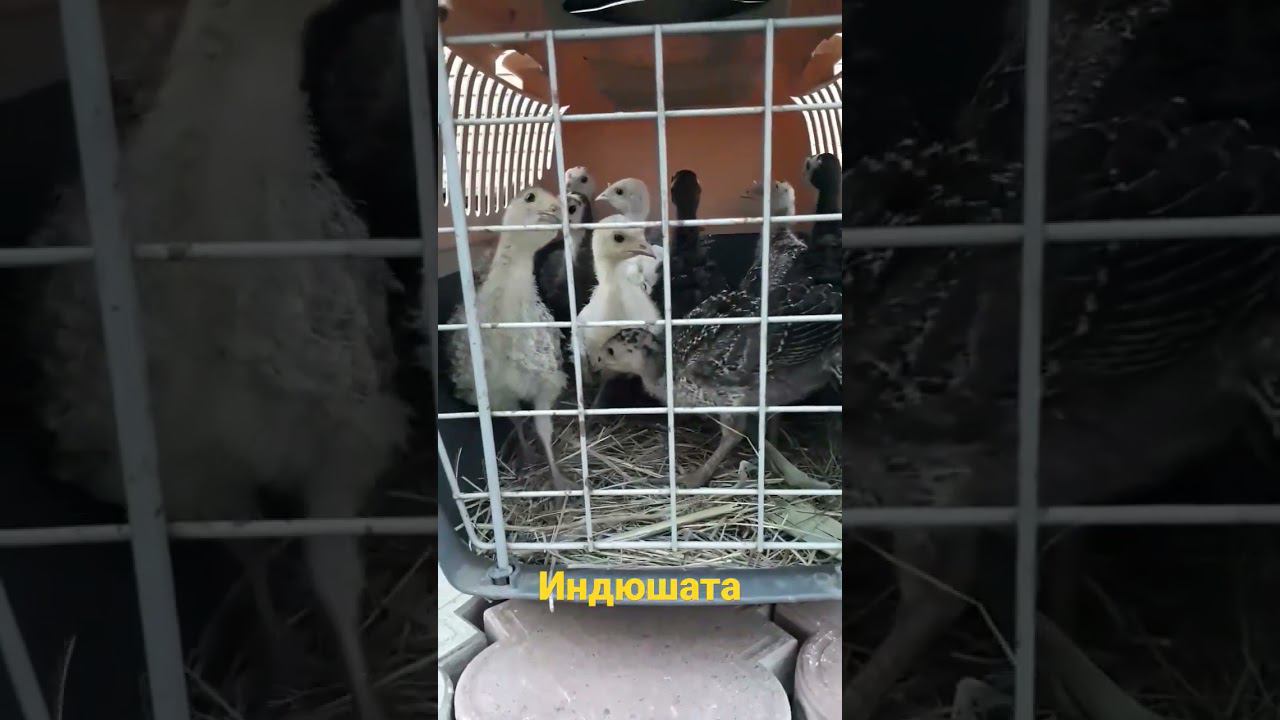 индюшата