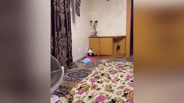 Animais engraçados 2021 - Cães e gatos fofos fazendo coisas engraçadas #4.mp4