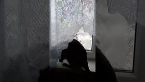 20 декабря 2023 г.День из жизни кота.😺