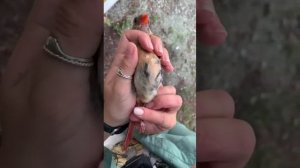 Как устроена птица