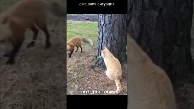 ночной кошка