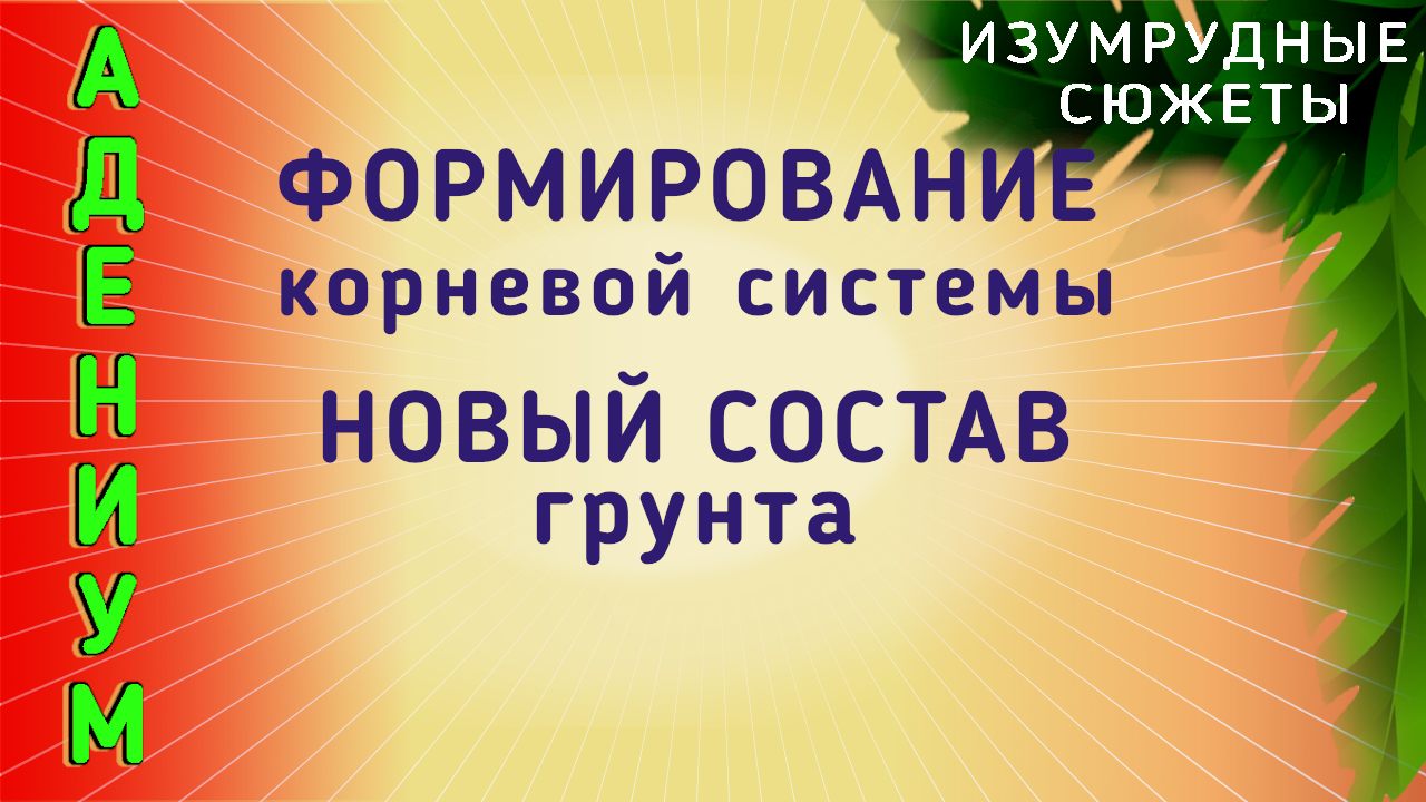 Адениум. Формирование Корневой Адениума. Состав нового грунта.