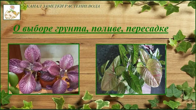 Грибной комарик как избавиться легко и быстро. О грунте, поливе, пересадке, мой опыт