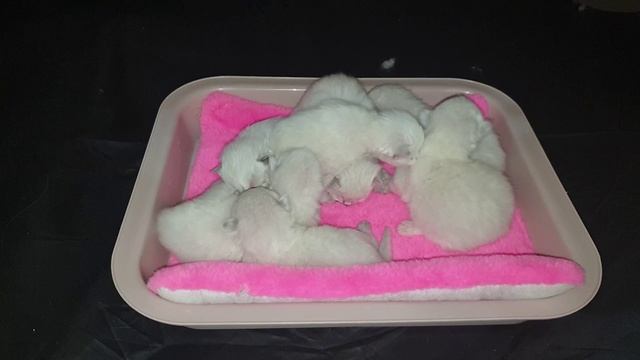 Лоток с пушистым сокровищем♥♥♥