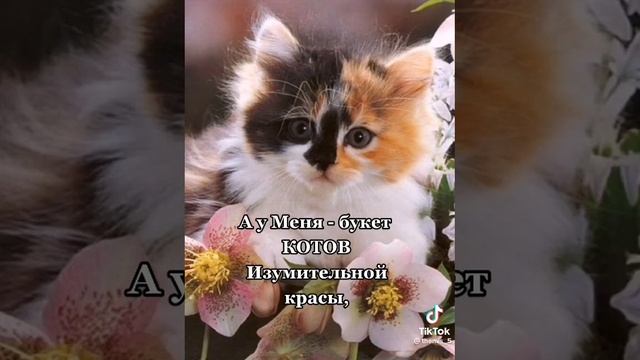 Букет котов