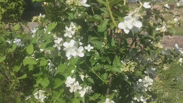 ПЕРВЫЕ РЕЗУЛЬТАТЫ ОБРАБОТКИ ОТ СОРНЯКОВ. НОВЫЕ ИДЕИ НА ВЫХОДНЫЕ.