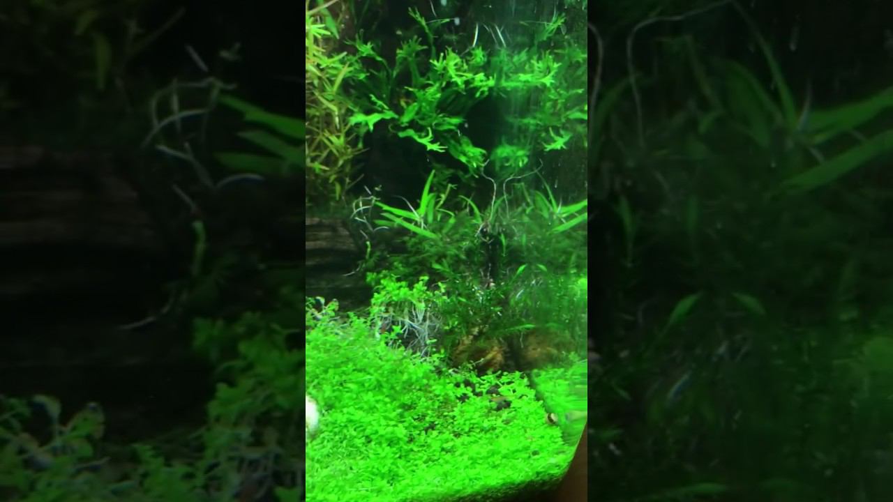Аквариум после редизайна. Fish tank after trimming and partial redesign.
