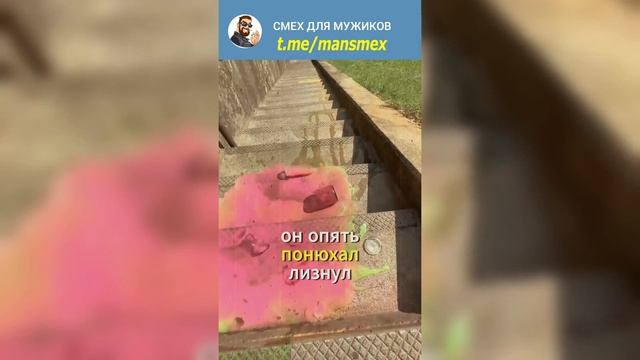 Дегустатор 100500 LVL? (Анекдот)