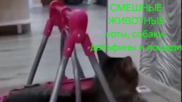 Необычные и весёлые животные и питомцы | КОТЯРА