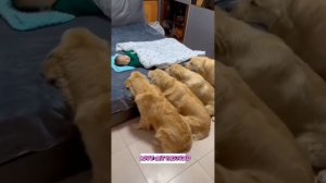 Как и люди, животные нуждаются в друзьях.