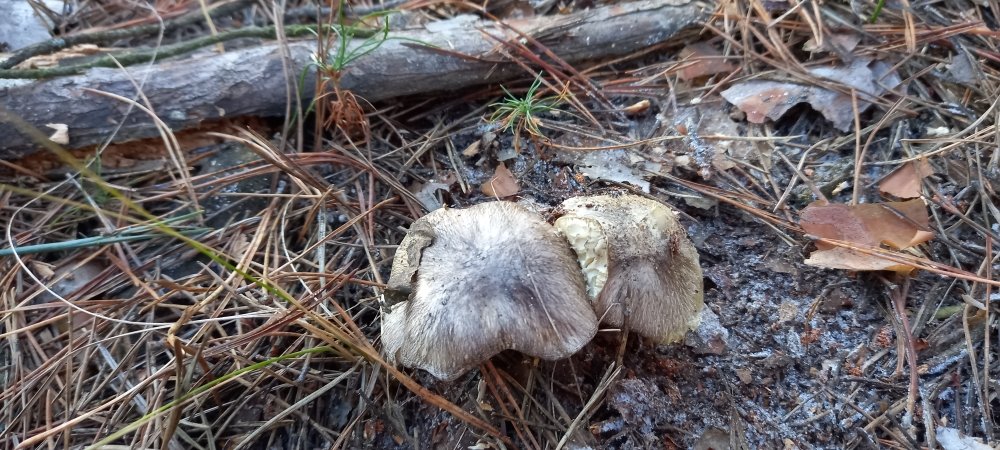 ❗30.11.2022 г. Курская область. Грибы в лесу есть❗