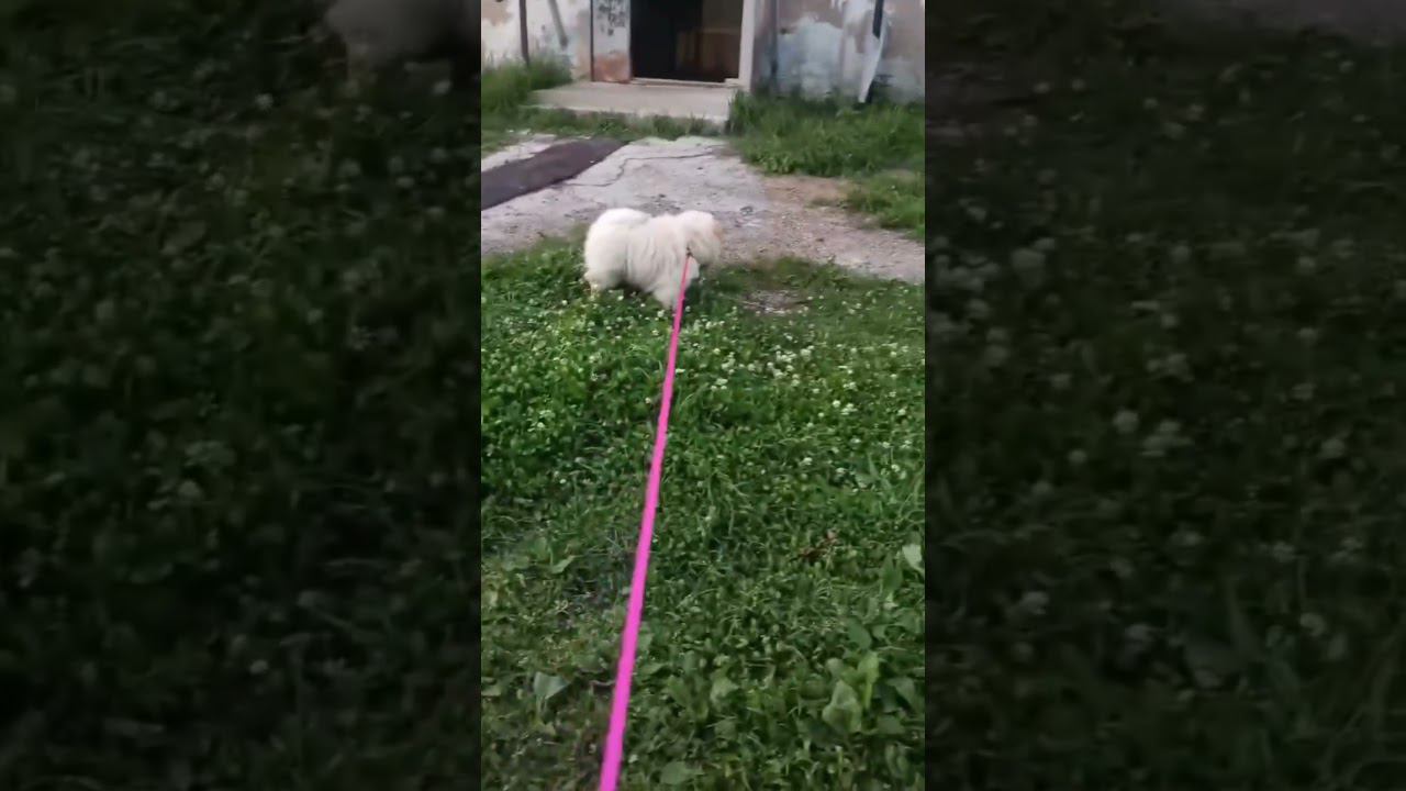 Чау Чау