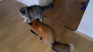 ЛисЯша и КоТиша как Алиса и Базилио