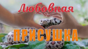 Любовная присушка