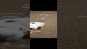 Котятки
