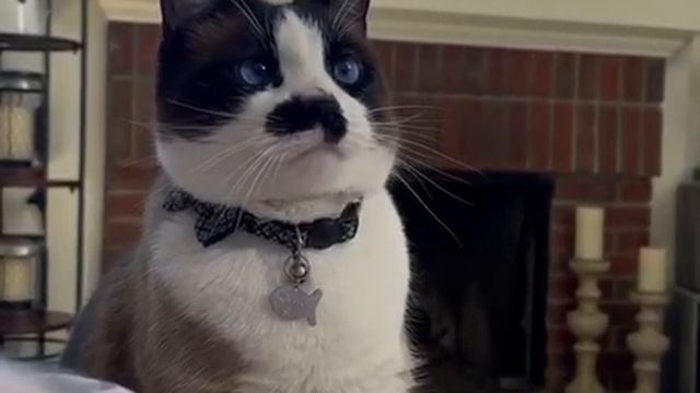 По-моему, кот