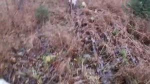 Встреча с волками ⁉️охота с волэндами и западносибирскими лайками ‼️