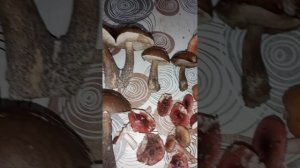 Набрали грибов перед заморозками